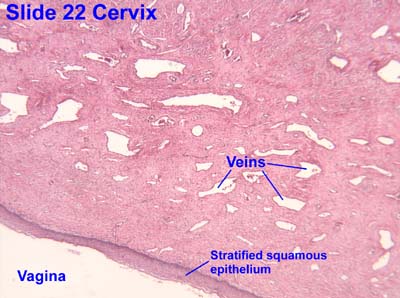 Female Reproductive